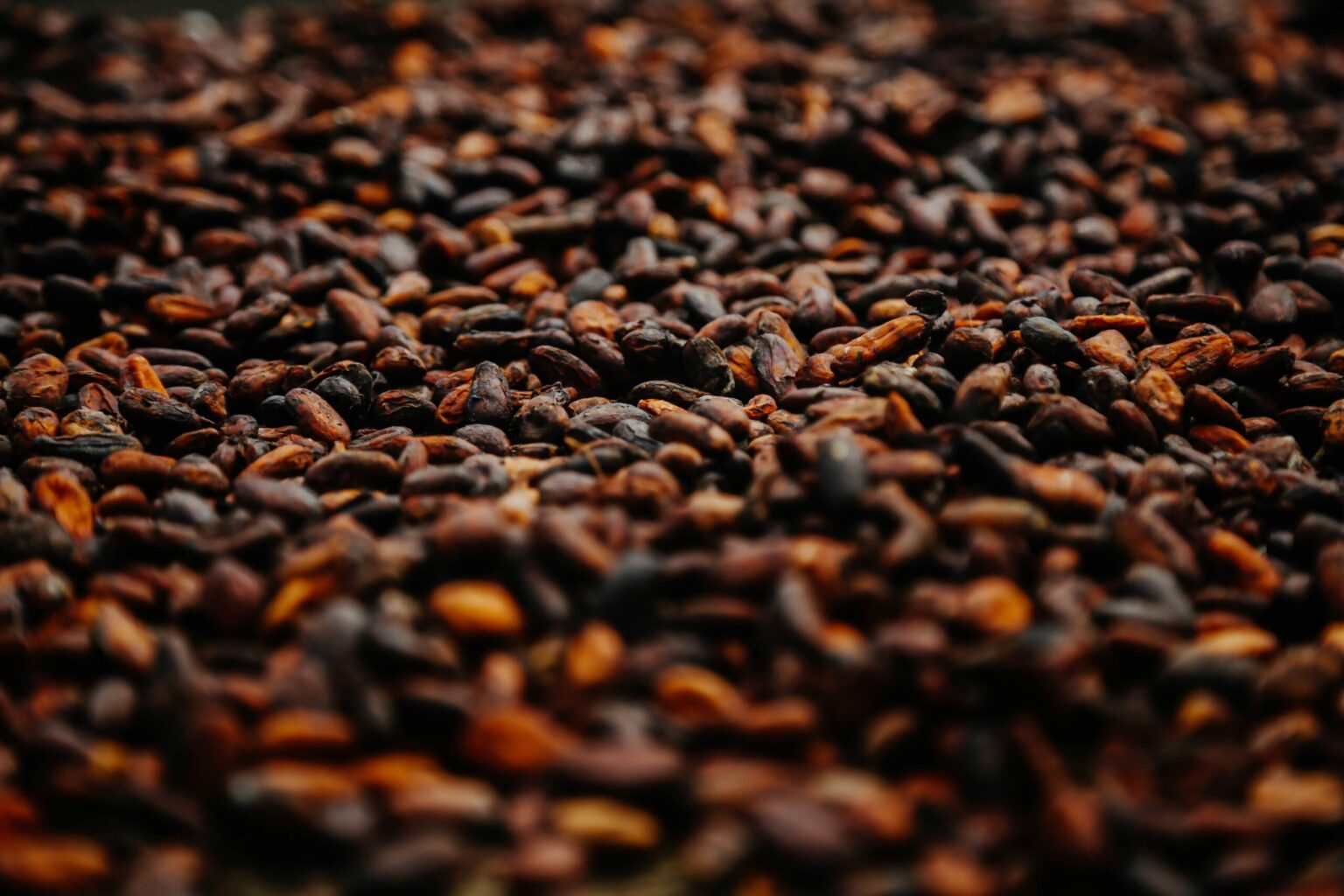 Zwarte cacaopoeder: wat is het? | Coco Cacao